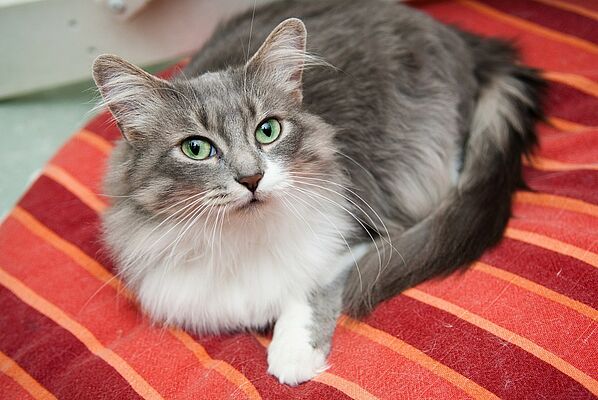 Antinol New Zealand | Natural wellness supplement for dogs and cats